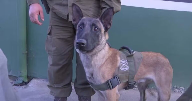 Perro policial “Luksic”, único en su especialidad en Chile, echó al ...
